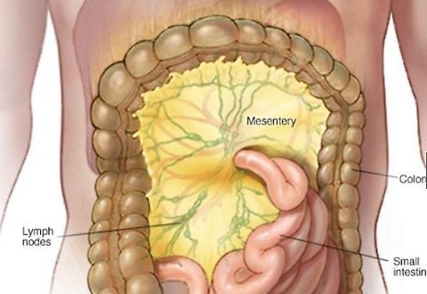 Mesentere, scoperto il nuovo organo umano - Centro Meteo Italiano