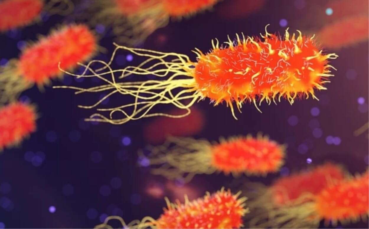 Scoperti i batteri che possono produrre energia da soli, ecco dove e ...