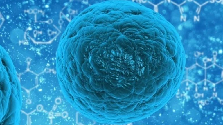 Il batterio più grande al mondo è stato scoperto dagli scienziati: è ...